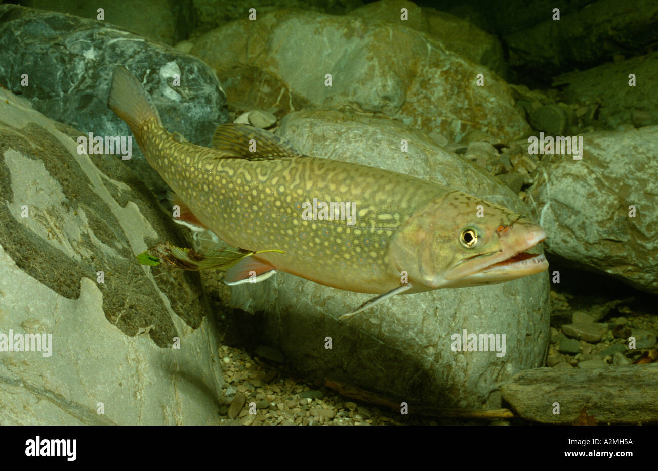 Saibling fish hi-res stock photography and images - Alamy