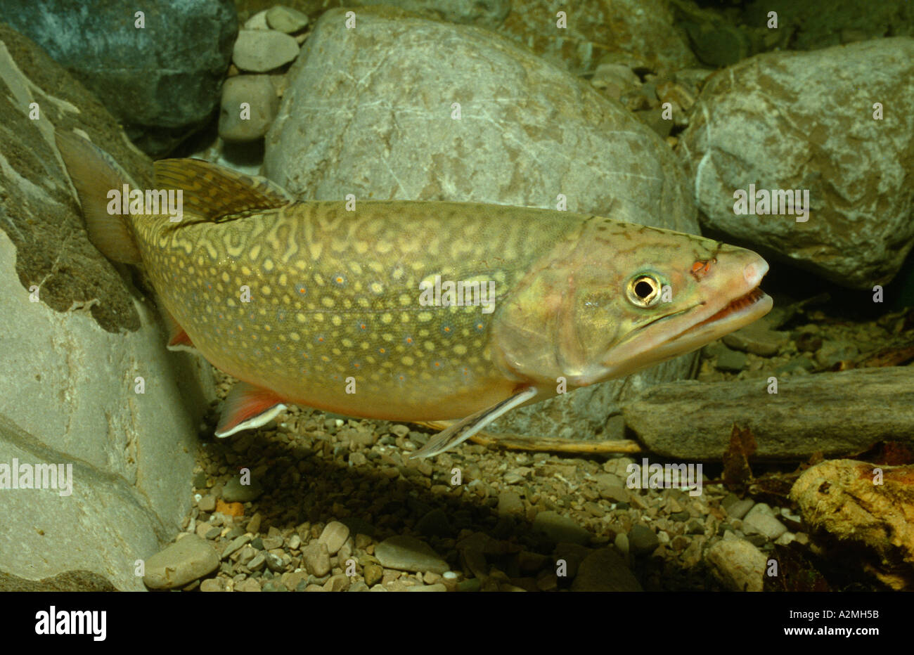 Brook trout Salvelinus fontinalis Stock Photo - Alamy