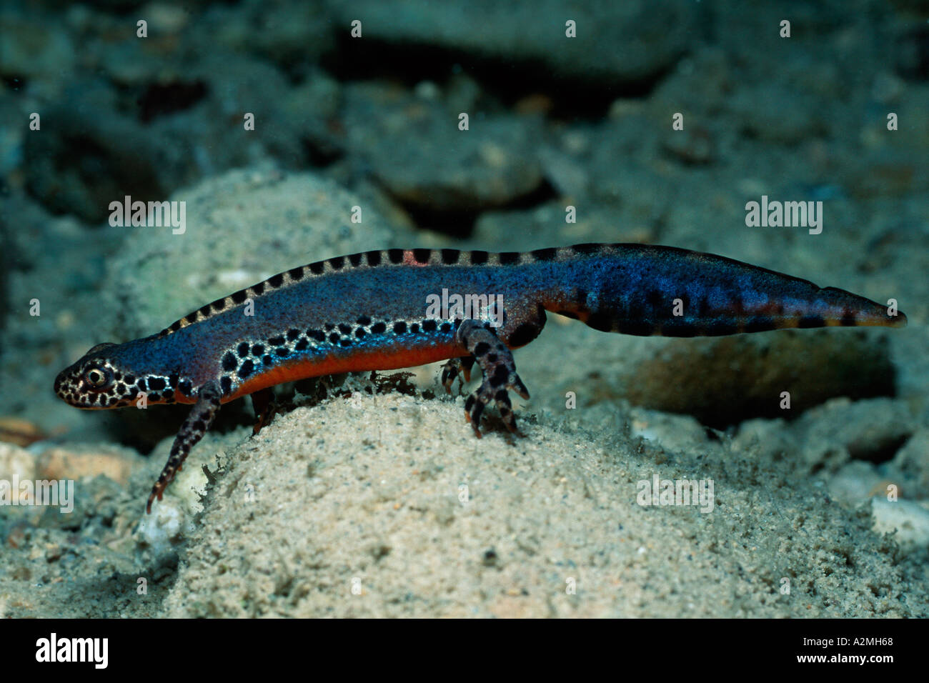 Alpine Newt Male Bergmolch Alpenmolch Stock Photos & Alpine Newt Male ...