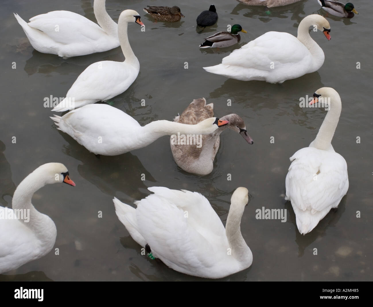 Brøndby strand copenhagen hi-res stock photography and images - Alamy