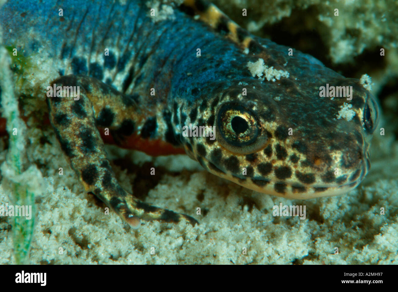 Alpine newt male bergmolch alpenmolch hi-res stock photography and ...