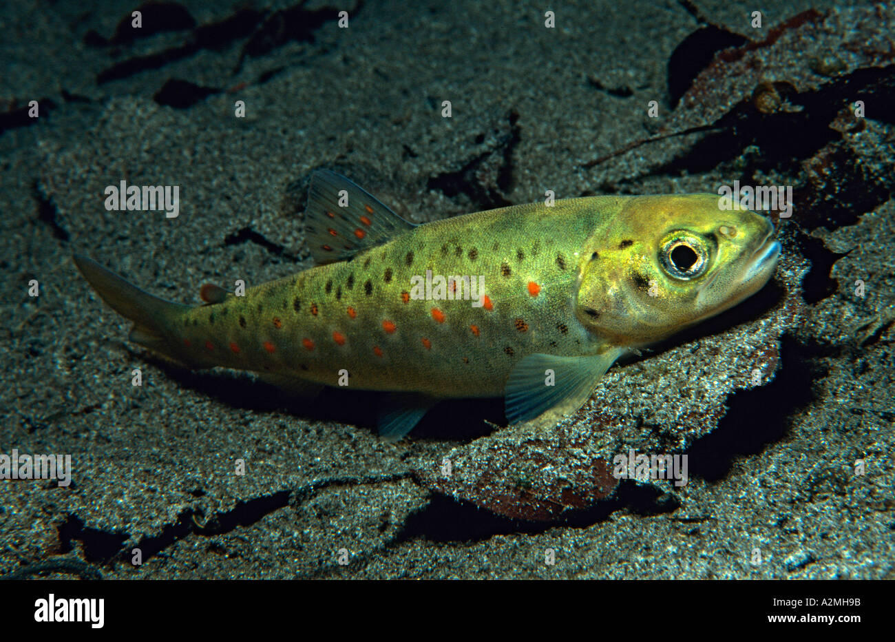 Salmo trutta fario hi-res stock photography and images - Alamy