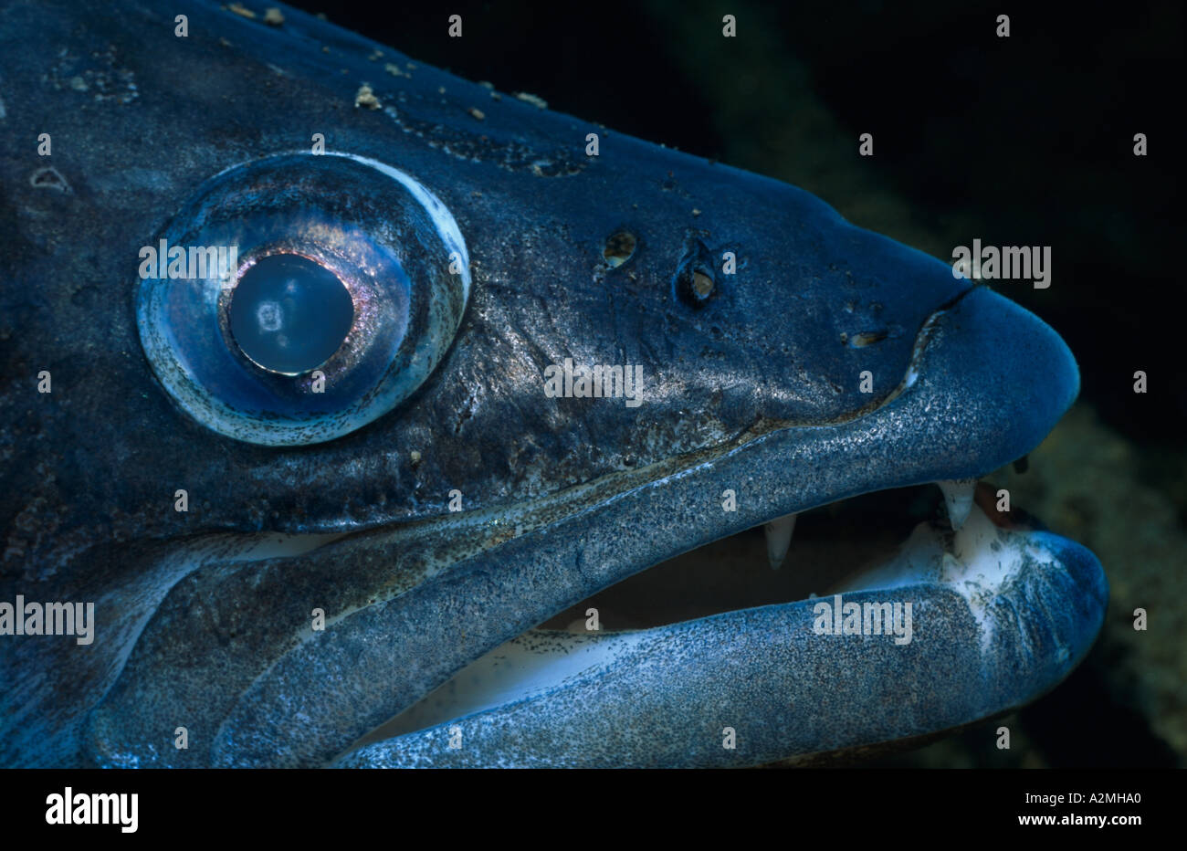 head of male zander pike perch, Stizostedion lucioperca Stock Photo - Alamy
