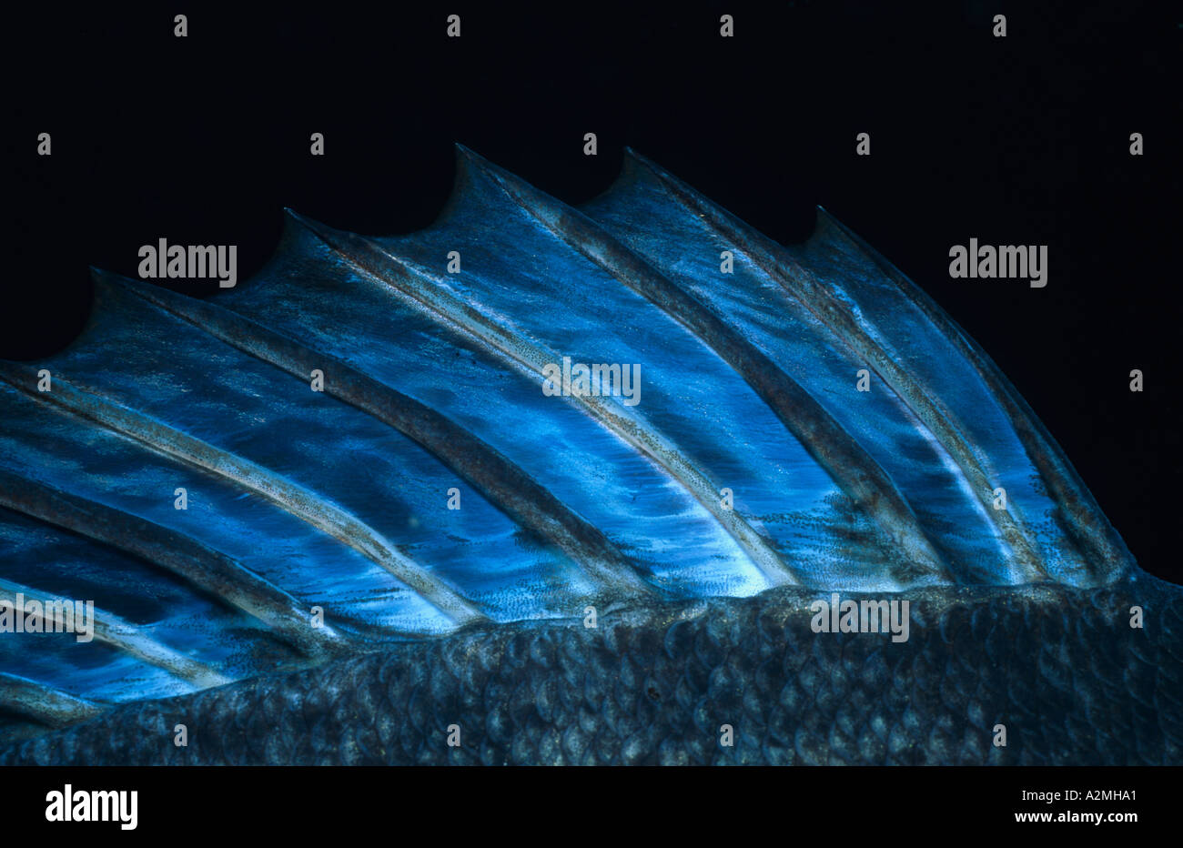 1 Dorsal fin of male zander pike perch during mating season Stock Photo ...