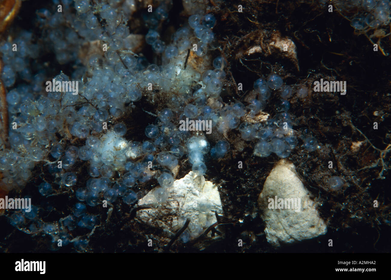 eggs of zander pike perch Stizostedion lucioperca Stock Photo - Alamy