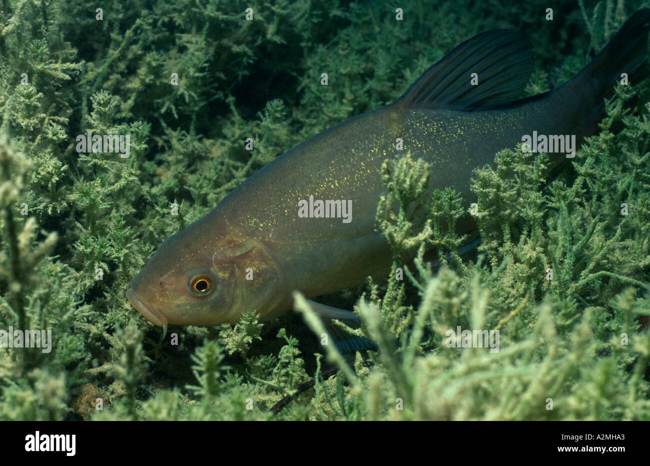 Tinca tinca hi-res stock photography and images - Alamy