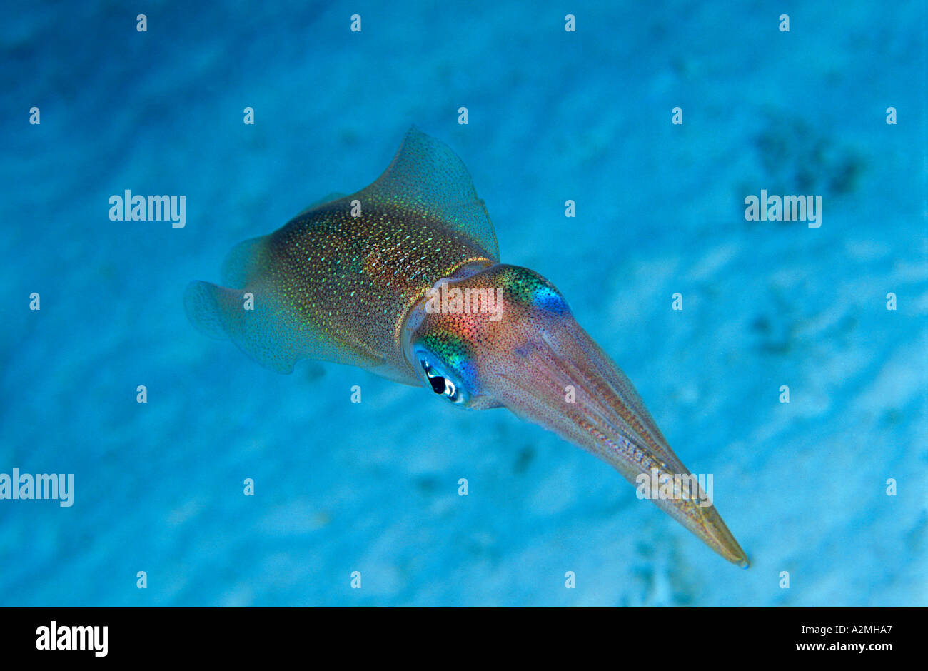 Bigfin reef squid red sea hi-res stock photography and images - Alamy
