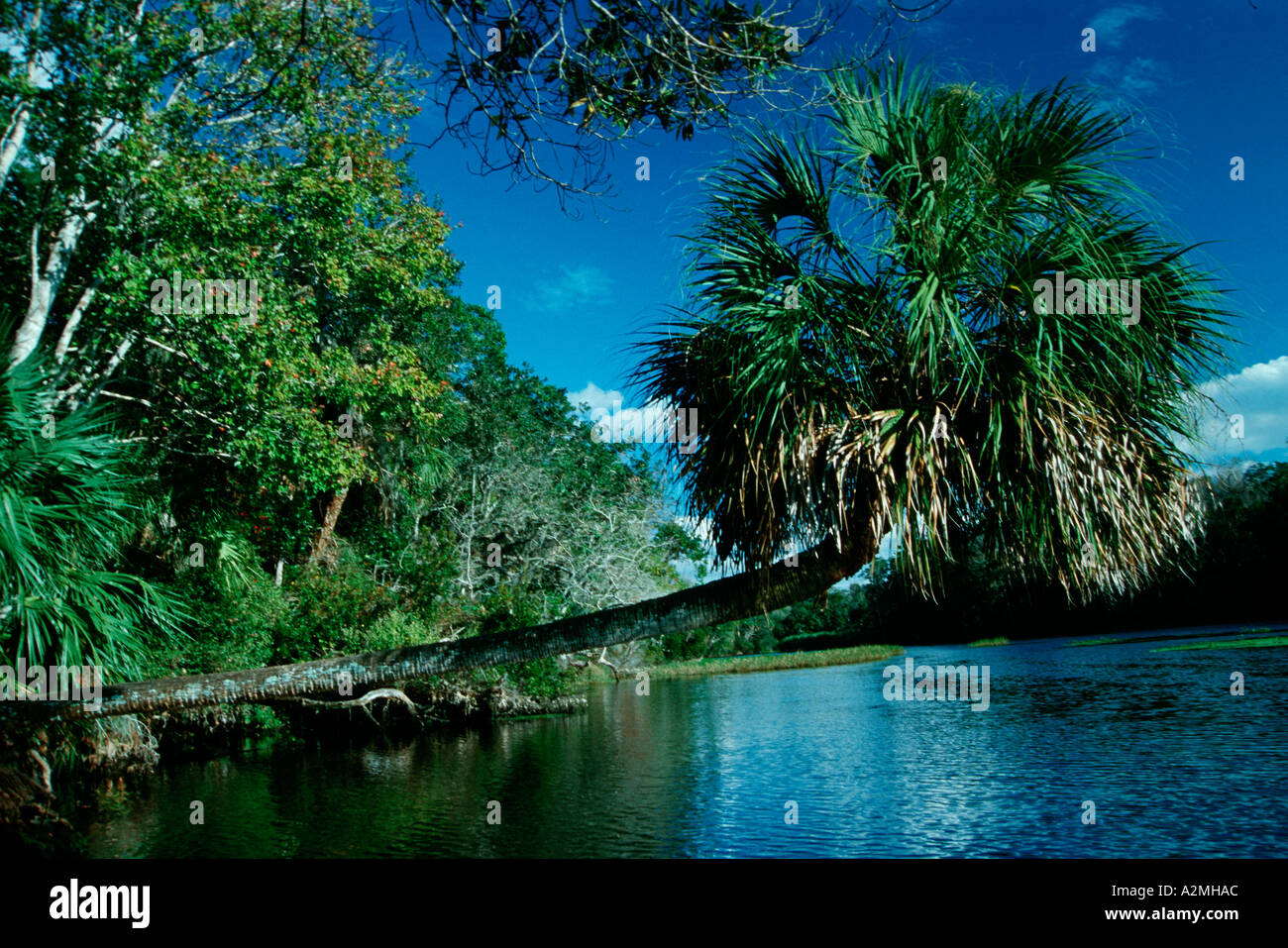 palm tree with tropical river Stock Photo - Alamy