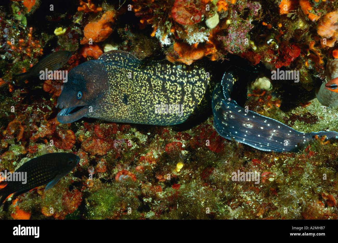 Mediterranean moray, Muraena helena, Balearic Islands, Spain ...