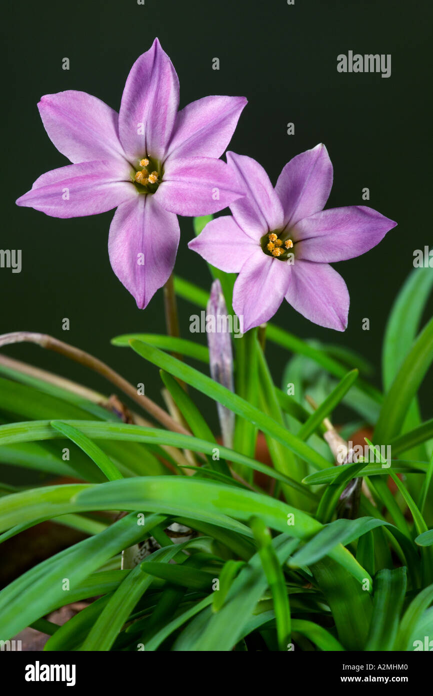 Ipheion hi-res stock photography and images - Alamy