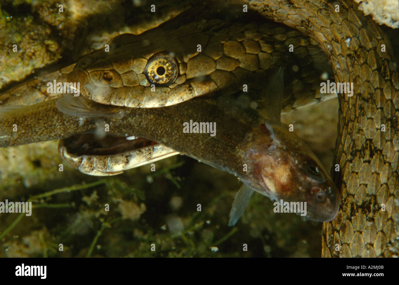 Dice Snake eats fish underwater natrix tessellata Stock Photo - Alamy