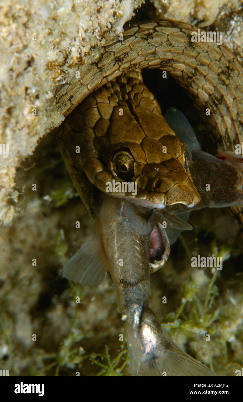 Dice Snake underwater eating fish Stock Photo - Alamy