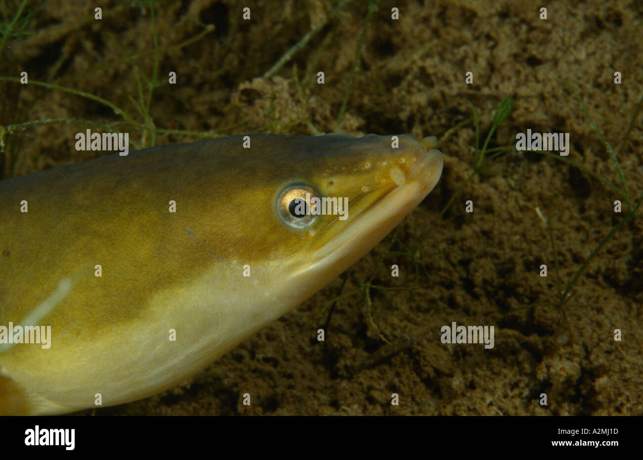 Europaeische flussaal hi-res stock photography and images - Alamy