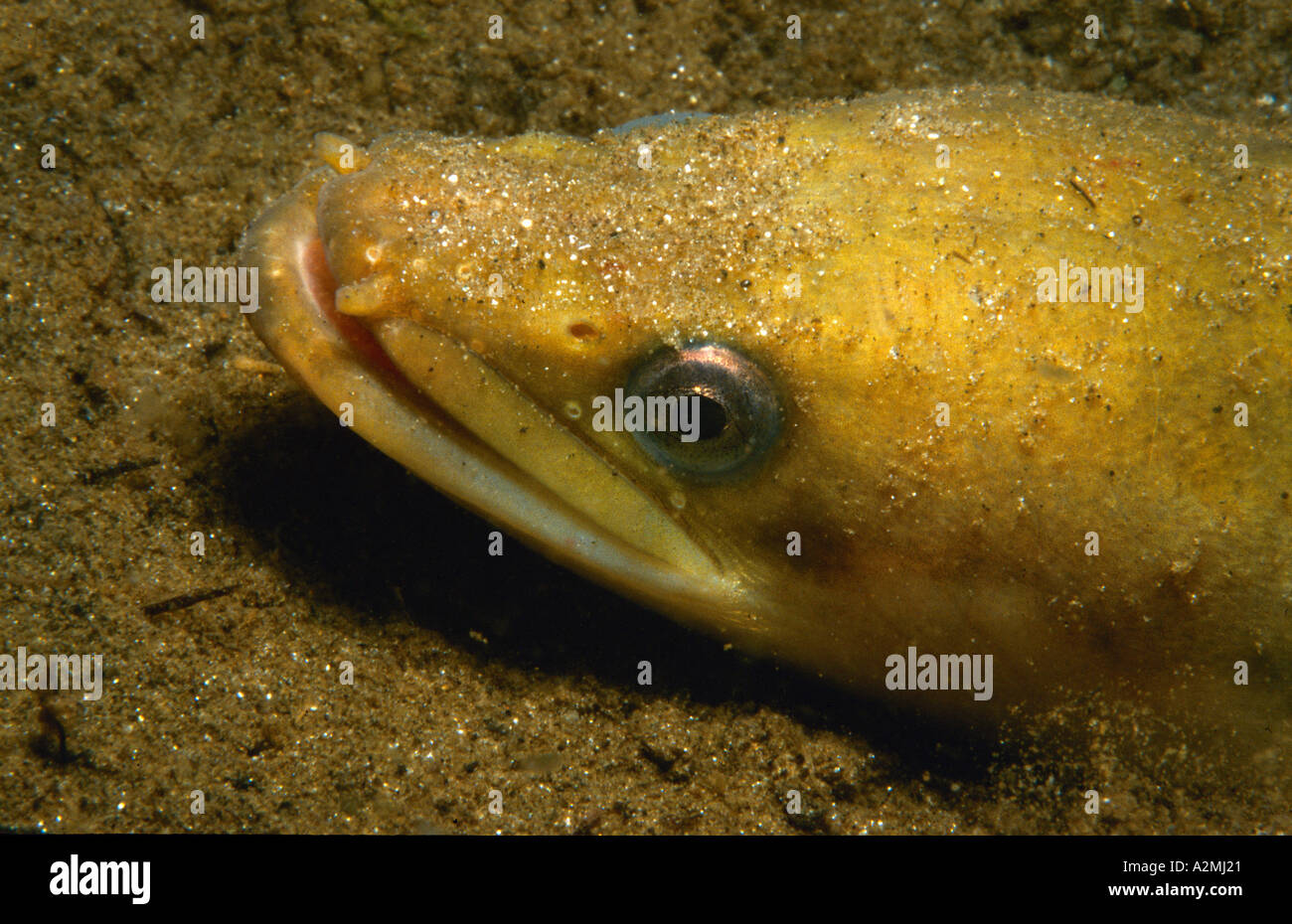 European eel Anguilla anguilla Stock Photo - Alamy