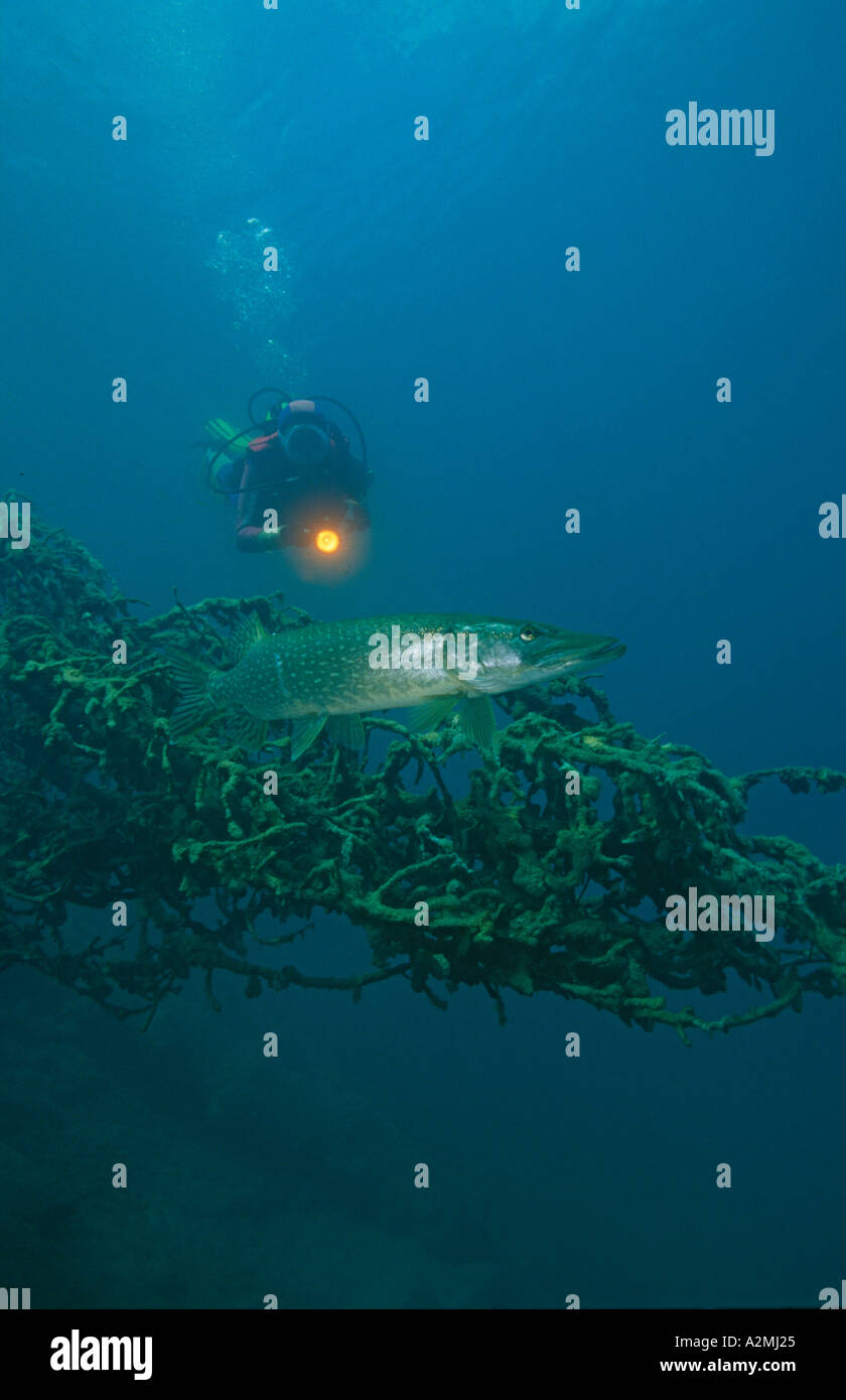 Northern Pike with diver Stock Photo - Alamy