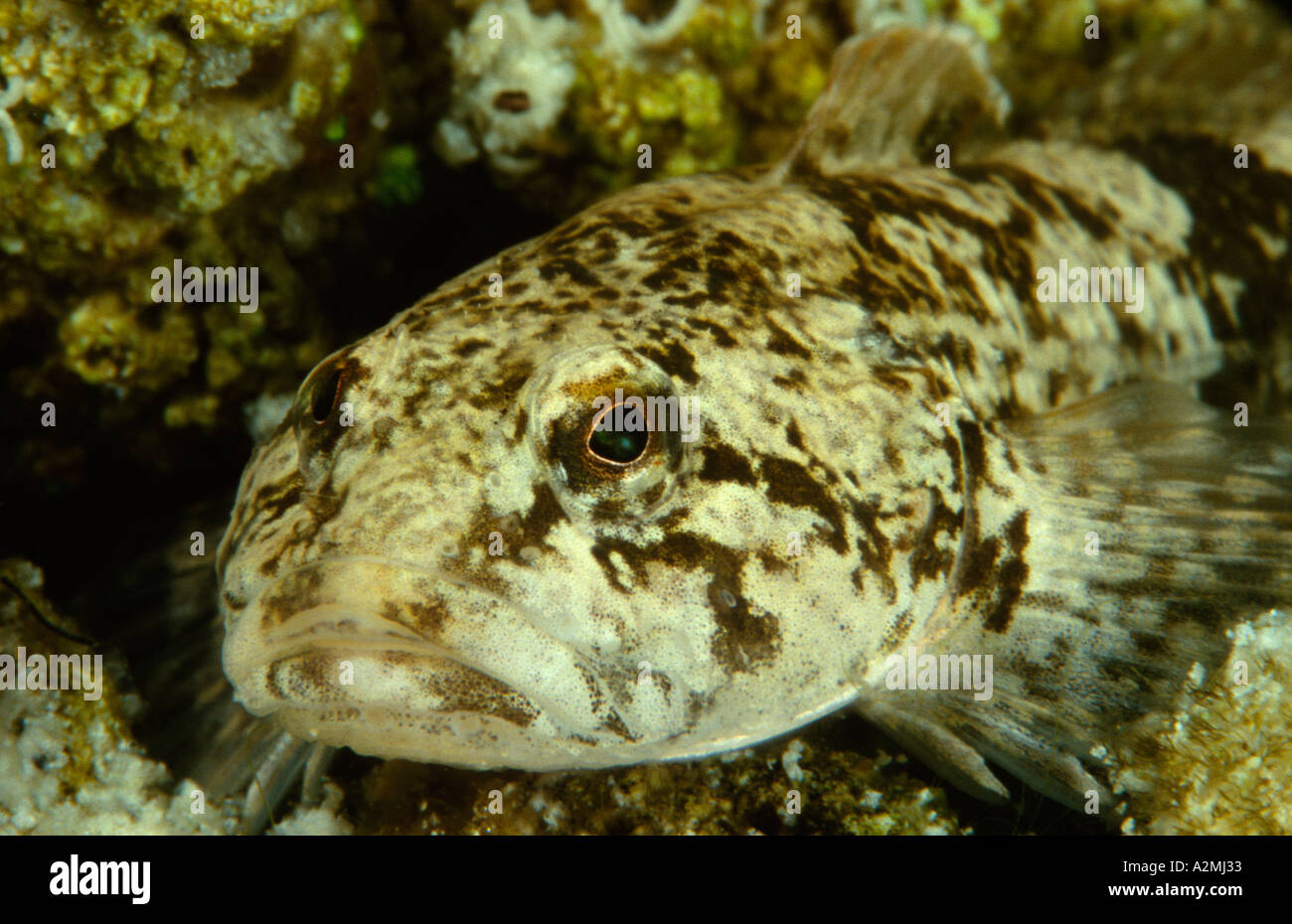 Bullhead cottus gobio Stock Photo - Alamy