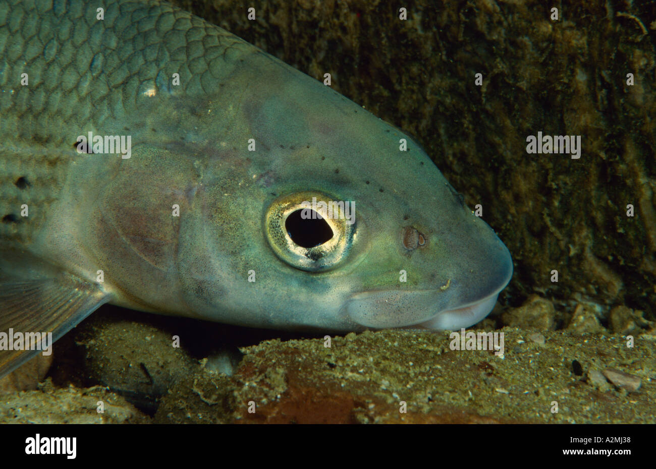Common Grayling Thymallus thymallus Stock Photo - Alamy