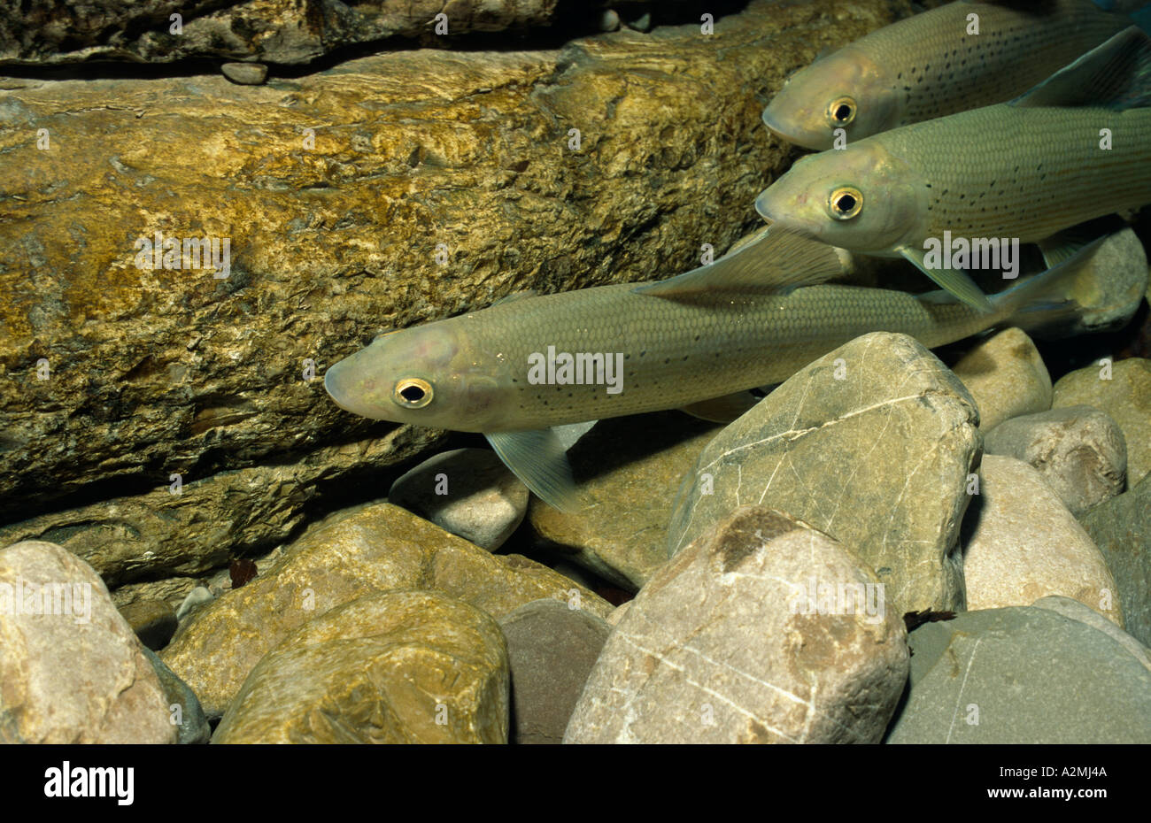 Common Grayling Thymallus thymallus Stock Photo - Alamy