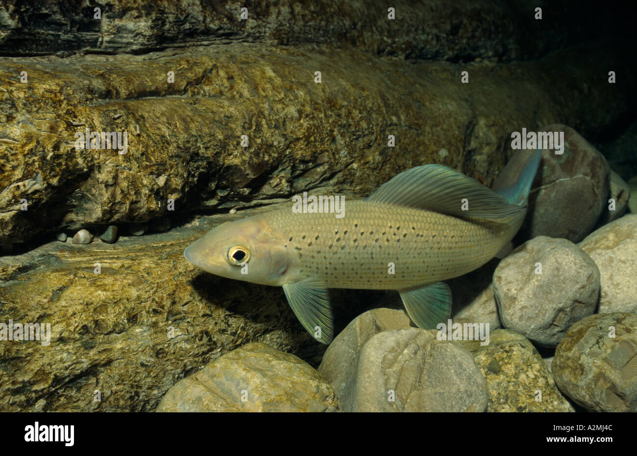 Common Grayling Thymallus thymallus Stock Photo - Alamy