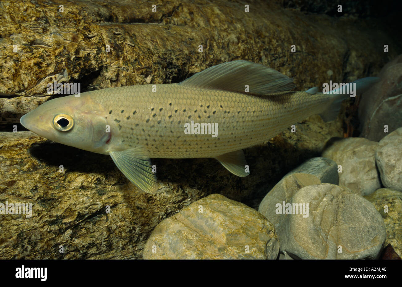 Common Grayling Thymallus thymallus Stock Photo - Alamy