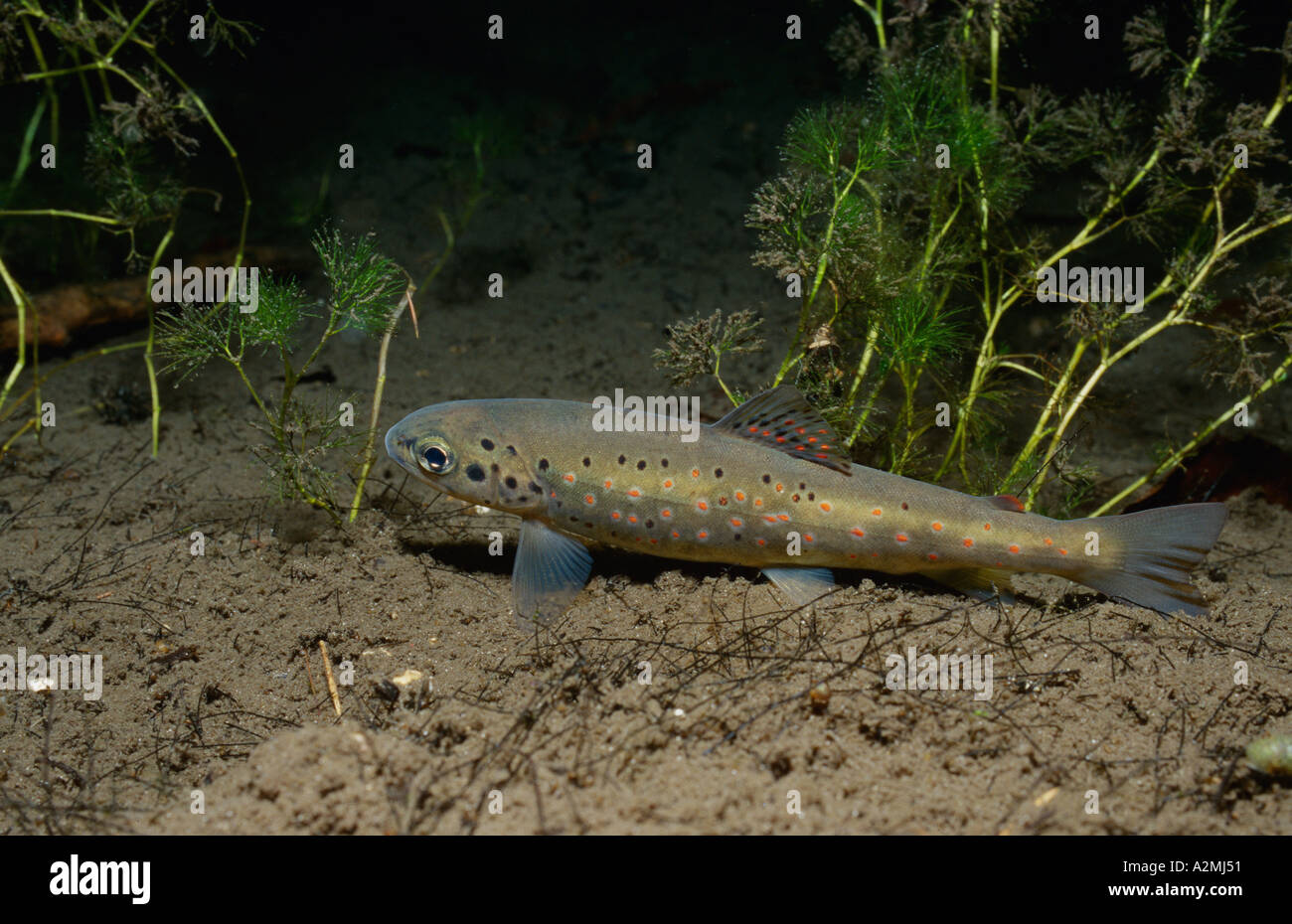Brown trout Salmo trutta fario Stock Photo - Alamy