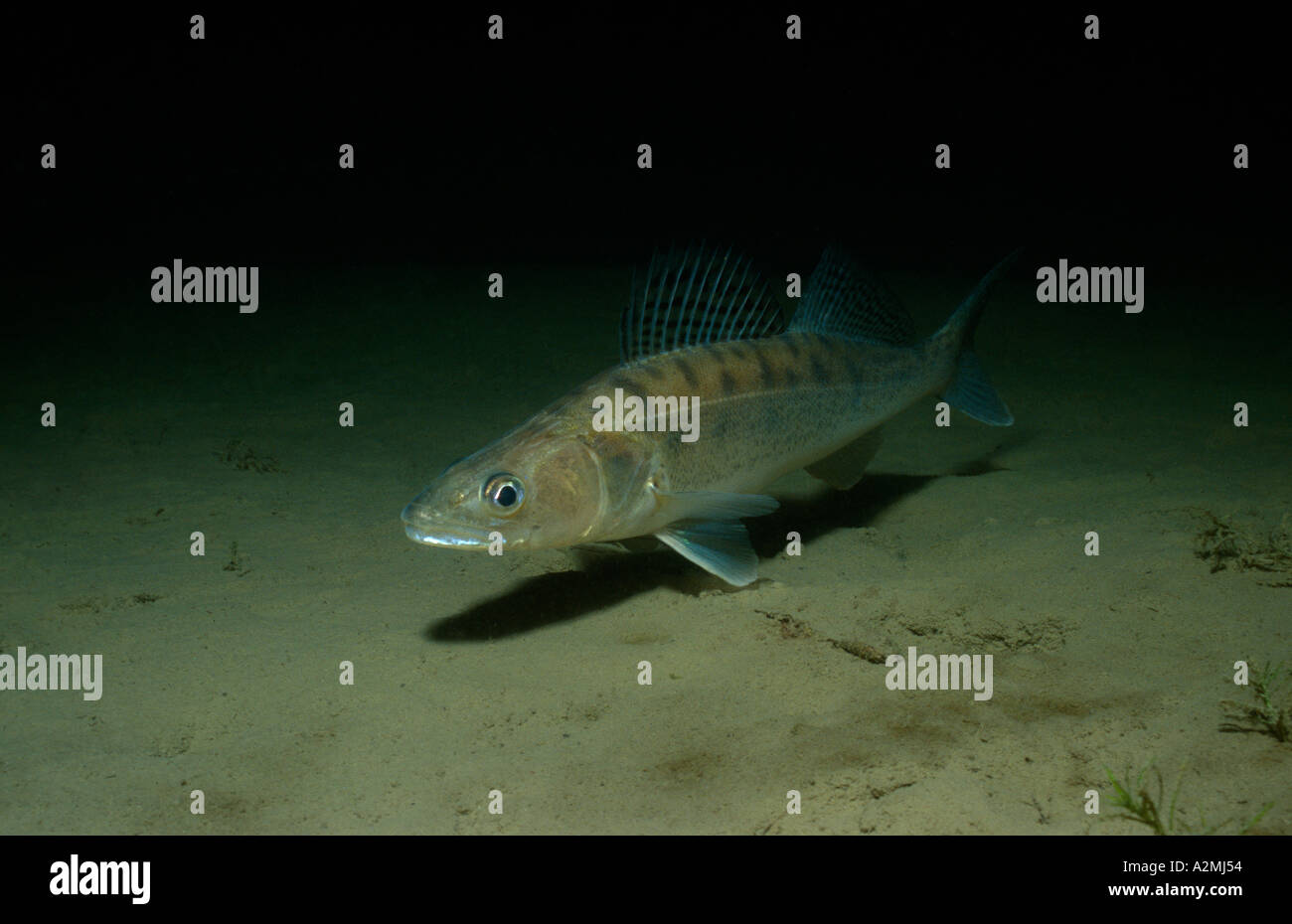 zander pike perch Stizostedion lucioperca Stock Photo - Alamy