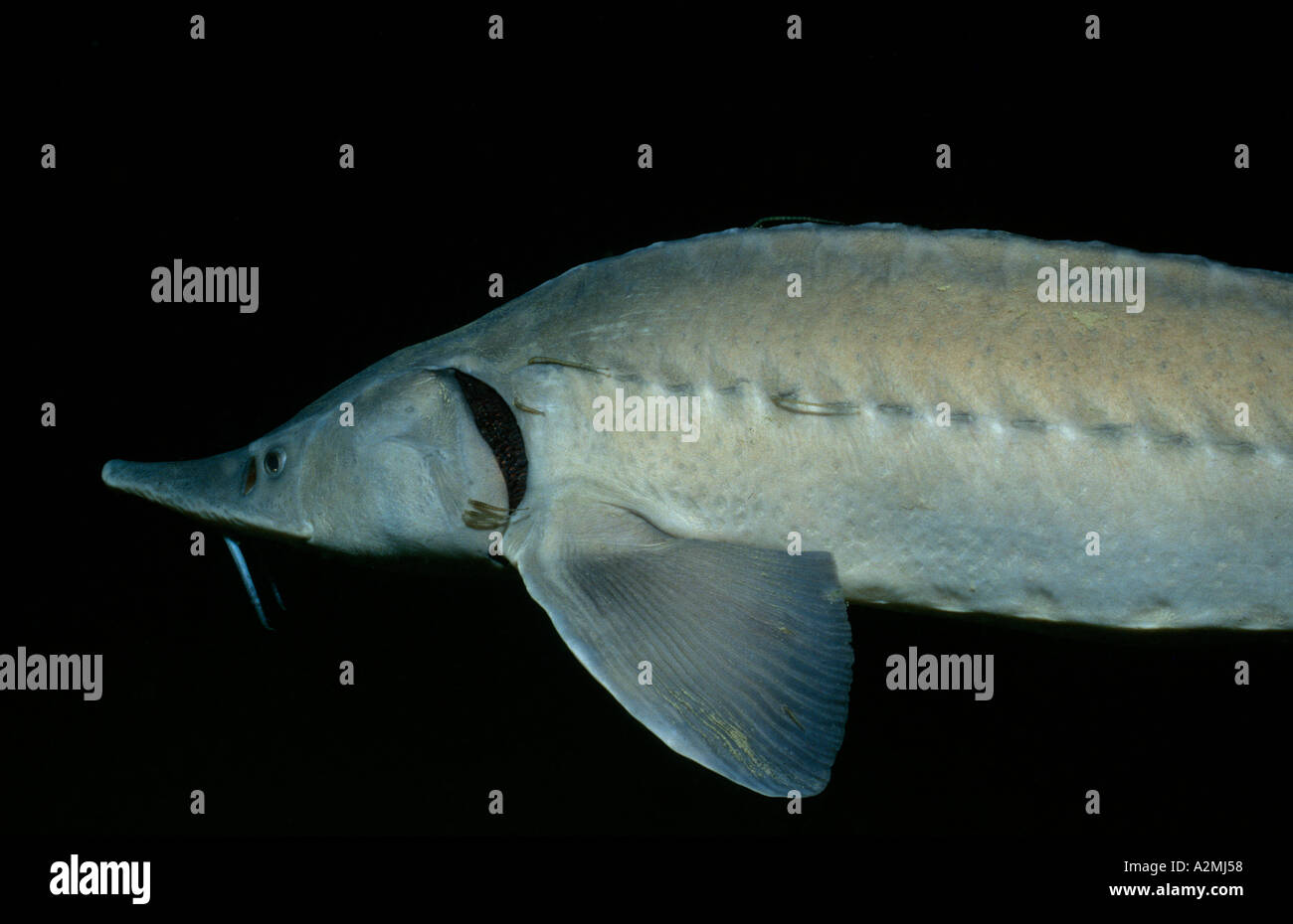 sturgeon Acipenser sp Stock Photo - Alamy