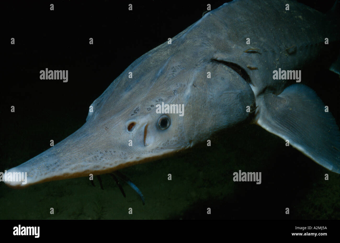 Sturgeon acipenser sp hi-res stock photography and images - Alamy
