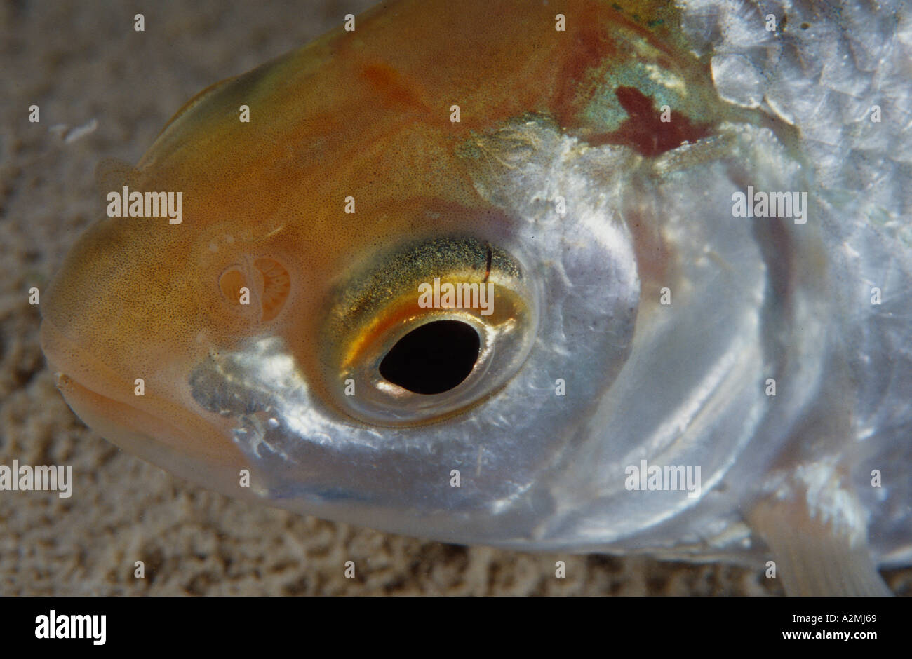 Roach, Rutilus rutilus, Rotauge Stock Photo - Alamy