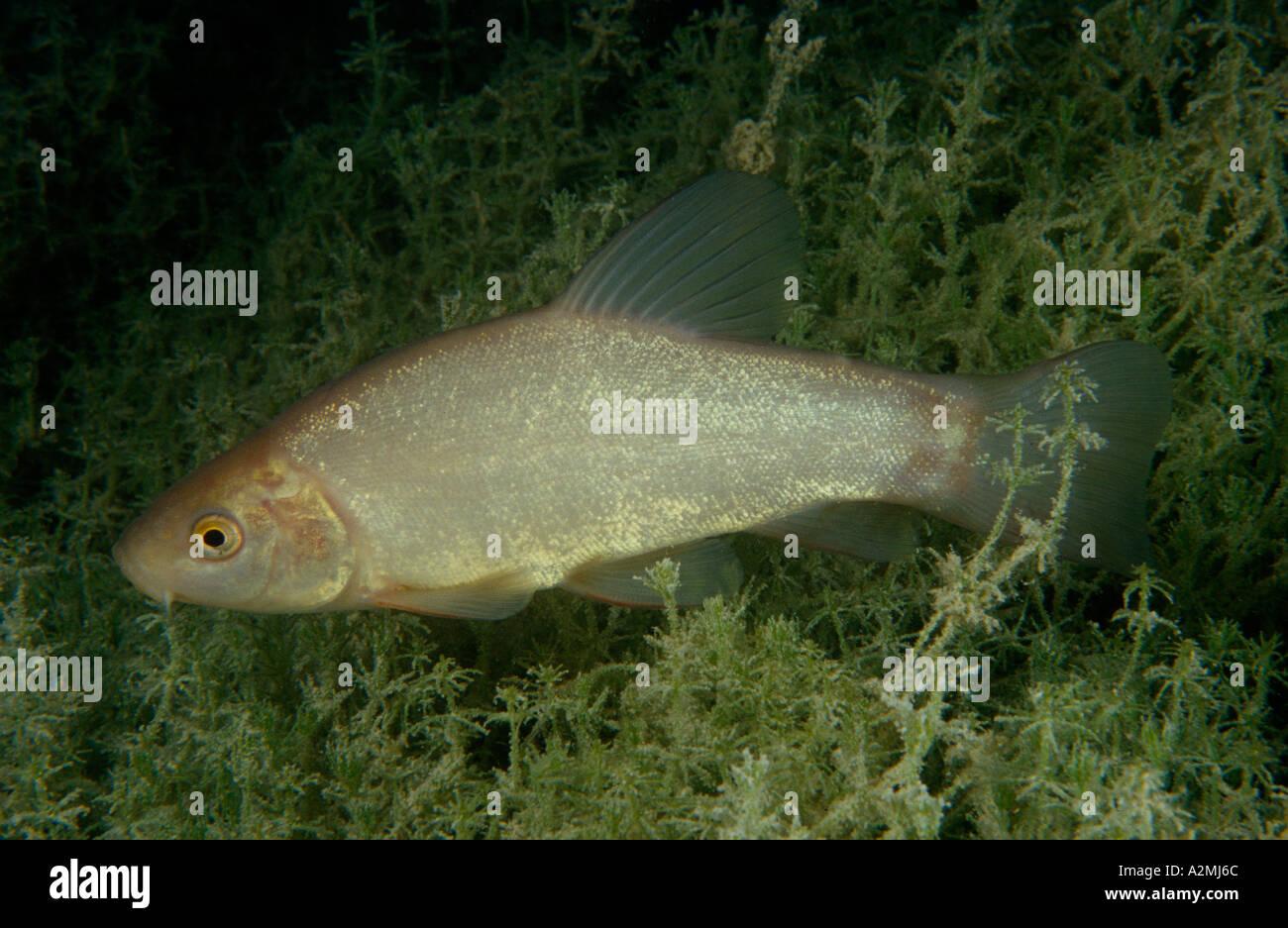 Tench, Tinca tinca Stock Photo - Alamy