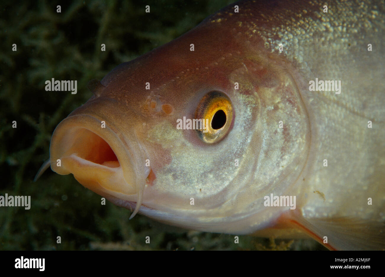 Tinca tinca tinca tinca hi-res stock photography and images - Alamy