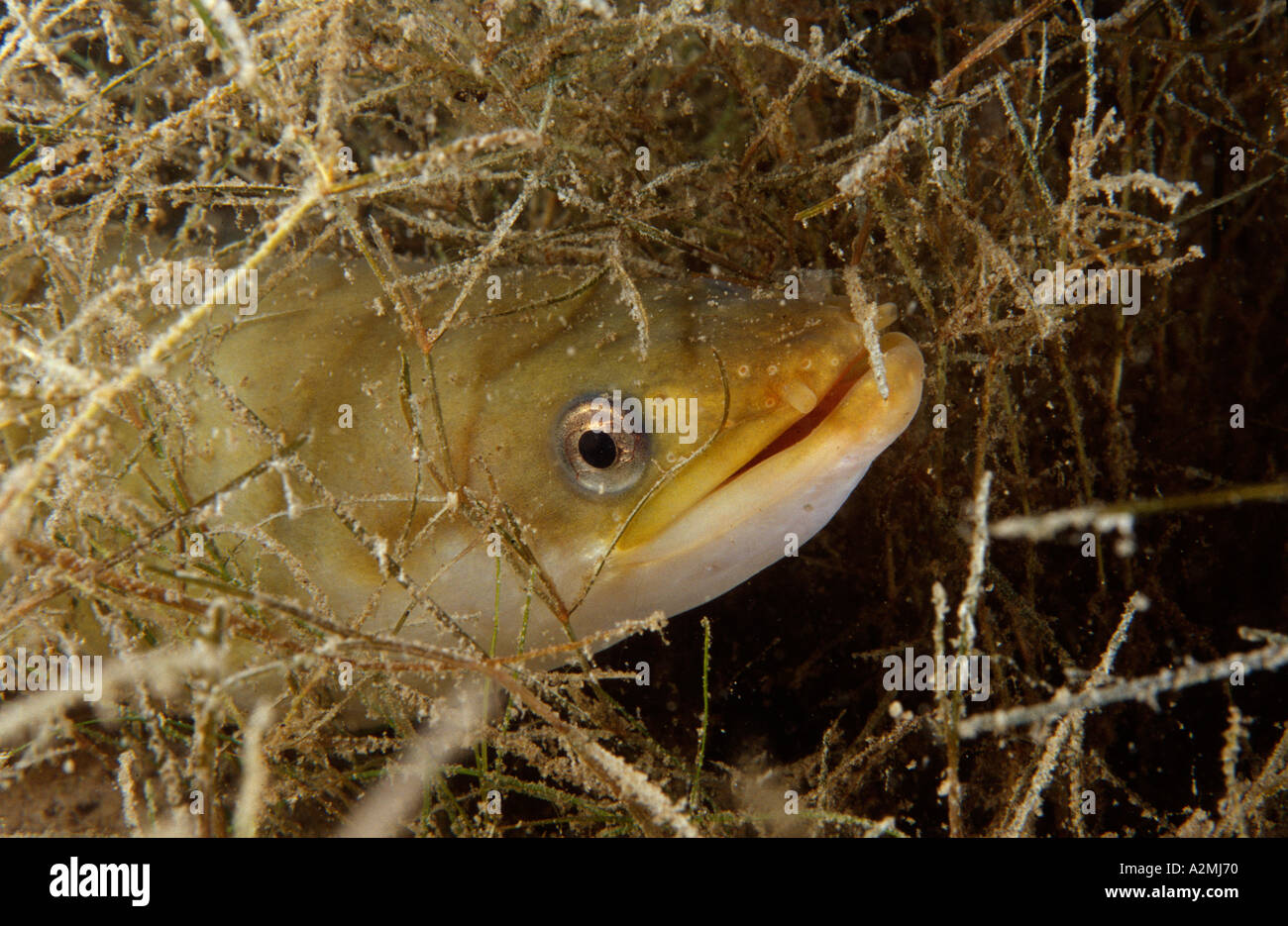 Common Eel High Resolution Stock Photography and Images - Alamy