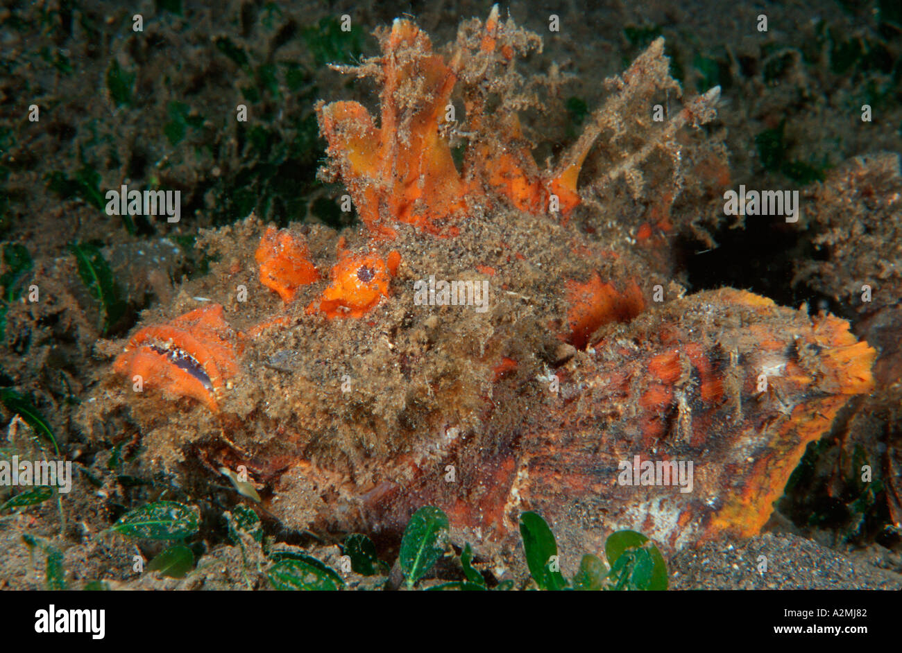 Demon stinger walkman Devilsfish, Inimicus didactylus Stock Photo - Alamy