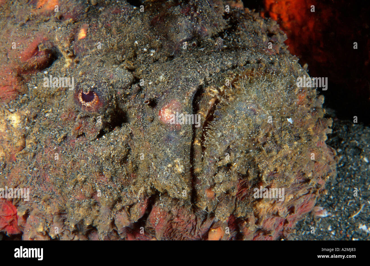 Poisonous stone fish hi-res stock photography and images - Alamy