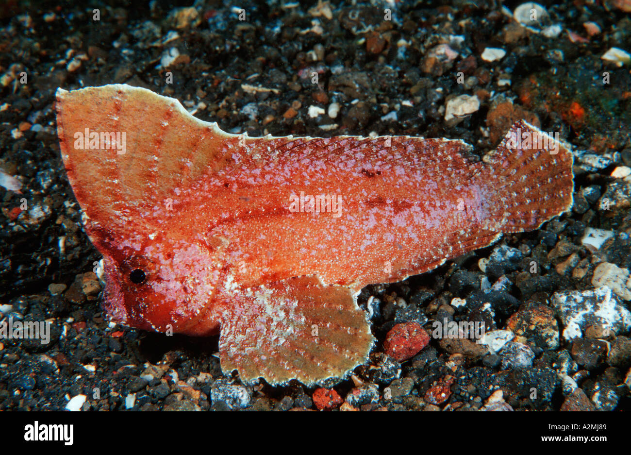 Spiny leaf fish hi-res stock photography and images - Alamy