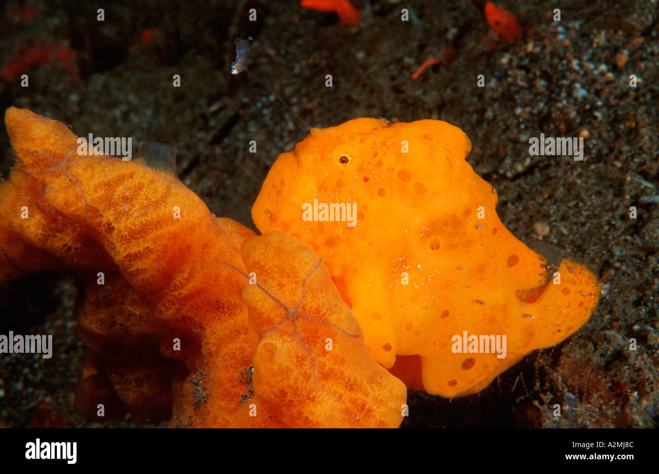 Painted anglerfish, Antennarius pictus, Lembeh Strait Sulawesi ...