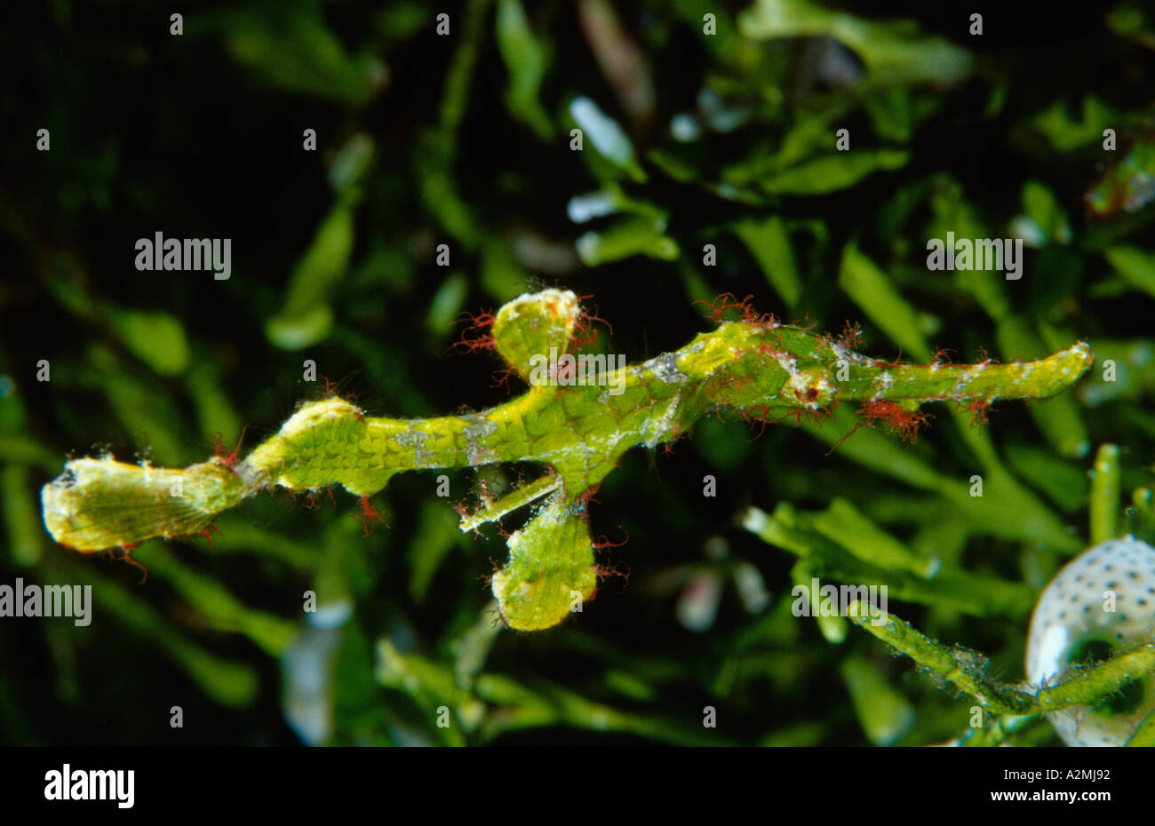 Halimeda halimeda sp hi-res stock photography and images - Alamy