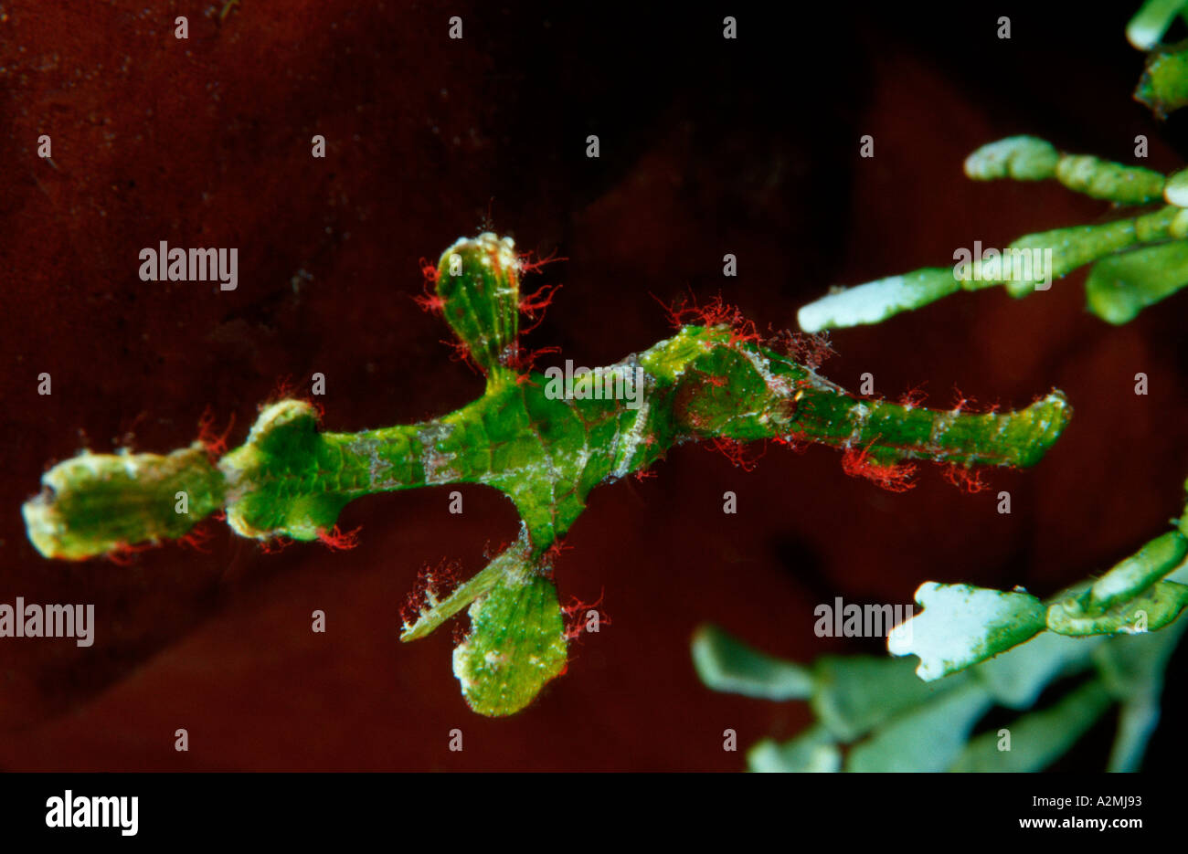 Halimeda ghost pipefish hi-res stock photography and images - Alamy