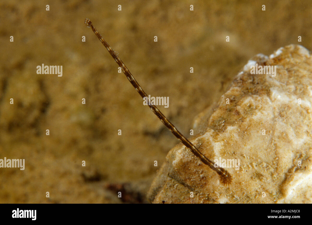 fish leech in wait of prey ,Piscicola geometra Hirudinea Annelida Stock ...