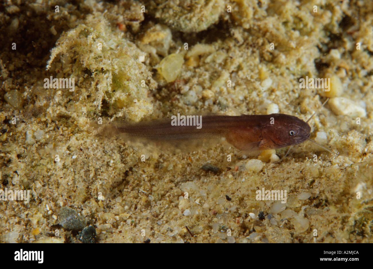 Juvenile catfish hi-res stock photography and images - Alamy