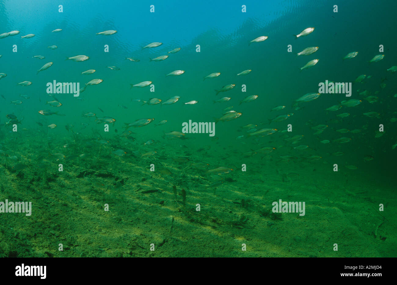 Rudd fresh water fish scardinius hi-res stock photography and images ...