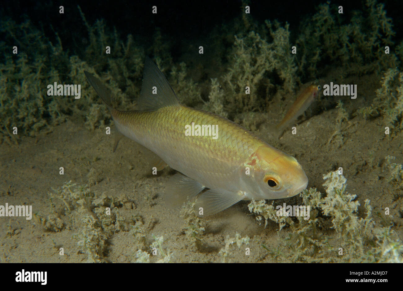 Rotauge hi-res stock photography and images - Alamy