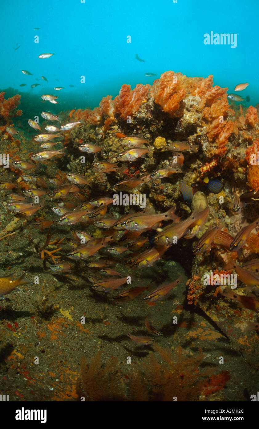 school of Cardinalfish Apogon sp Stock Photo - Alamy