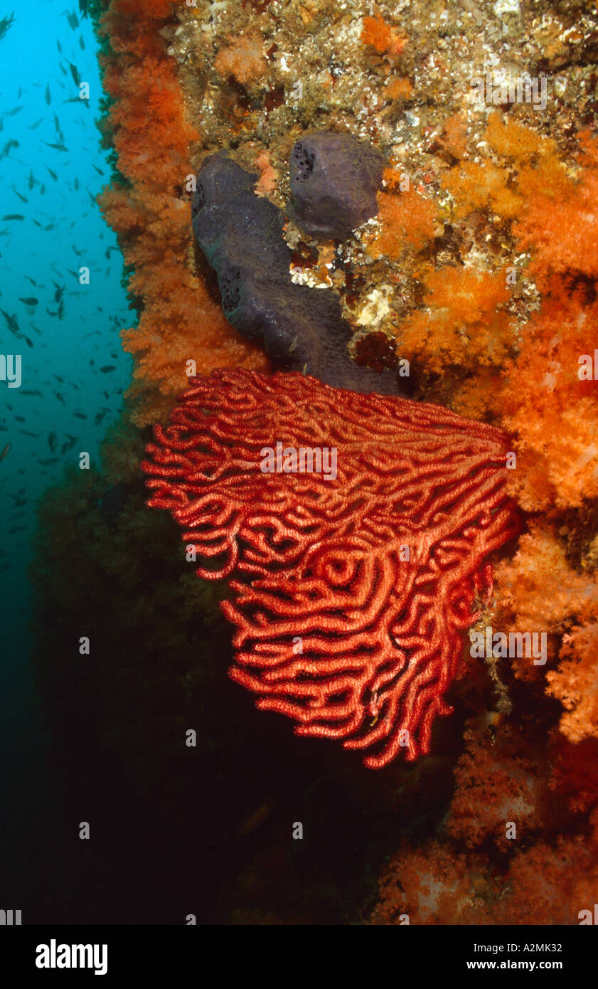 Coral reef jeju south korea hi-res stock photography and images - Alamy