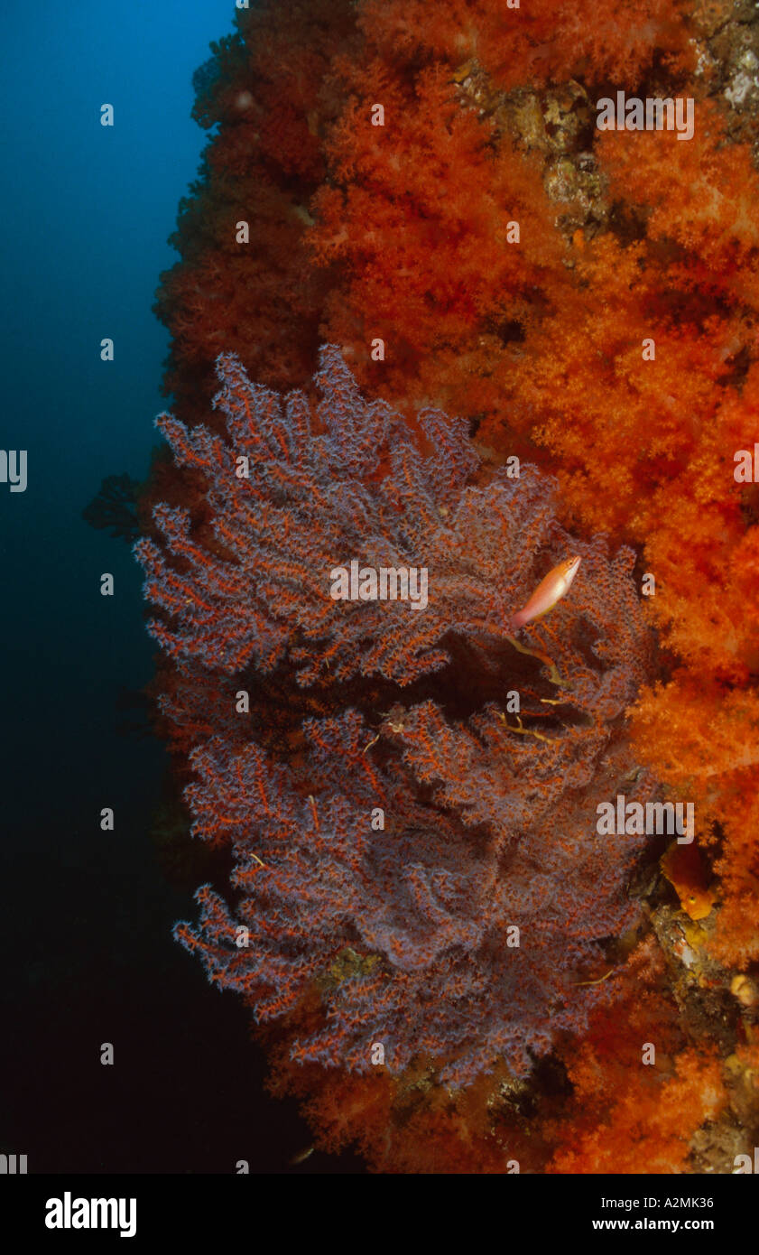 Coral reef jeju south korea hi-res stock photography and images - Alamy