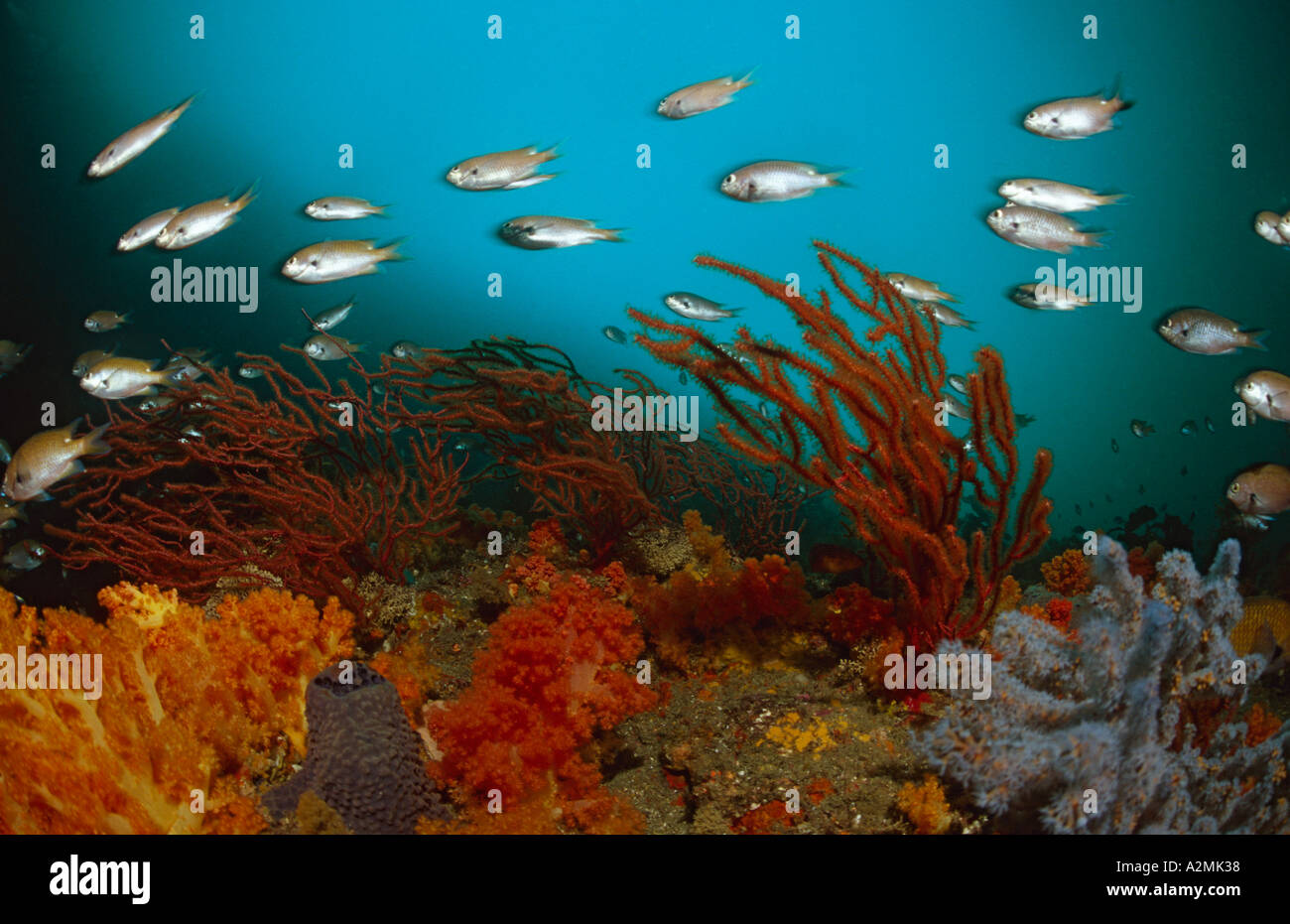 colorful reef with school of fish Chromis sp Stock Photo - Alamy