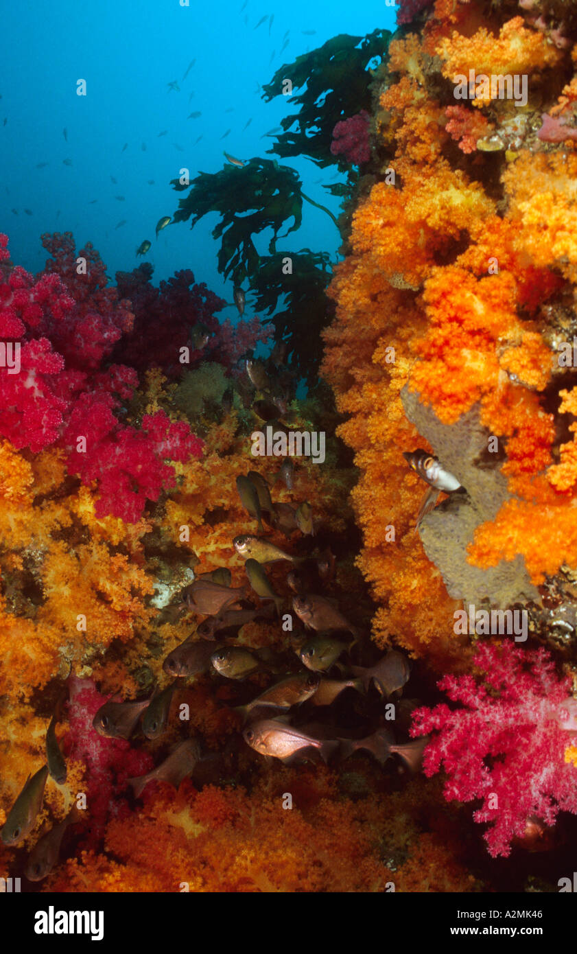 Coral reef jeju south korea hi-res stock photography and images - Alamy