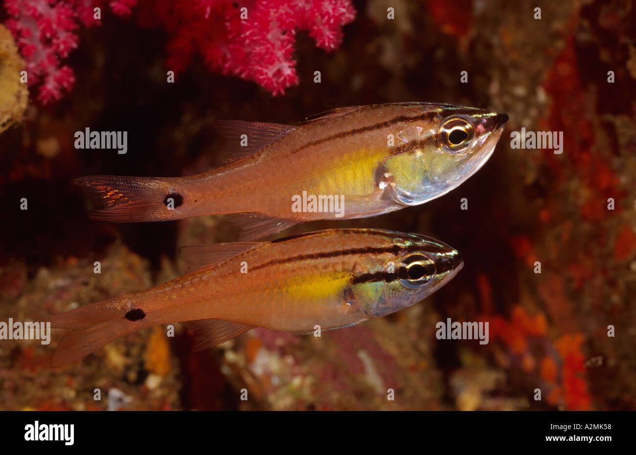 Apogon sp hi-res stock photography and images - Alamy