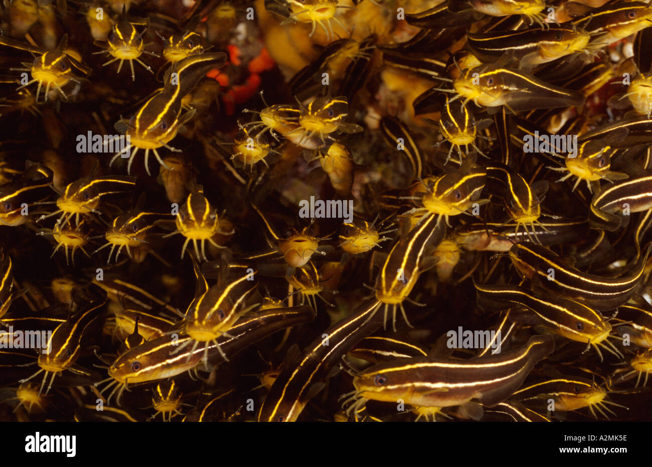 school of eel catfish, Plotosus lineatus, Jeju South Korea Stock Photo ...