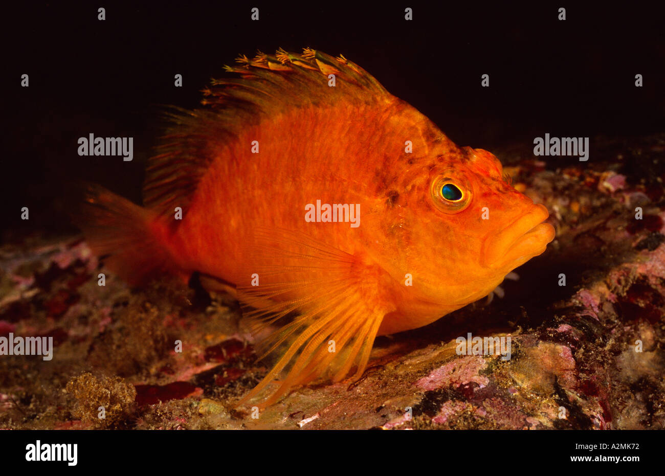 orange hawkfish, Cirrhitichthys aureus Stock Photo - Alamy